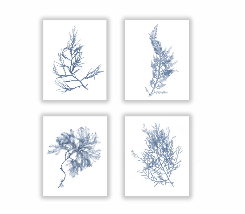 Large Set of Four Seaweed Prints French Blue Botanical - Etsy
