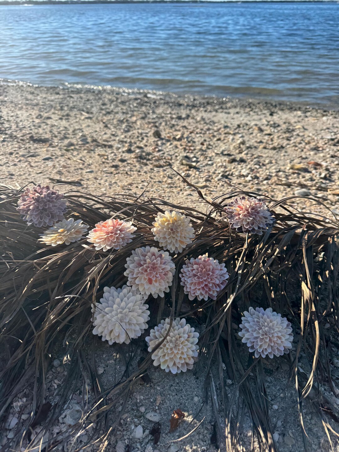 Choose 3 Coquina Shell Flowers - Etsy