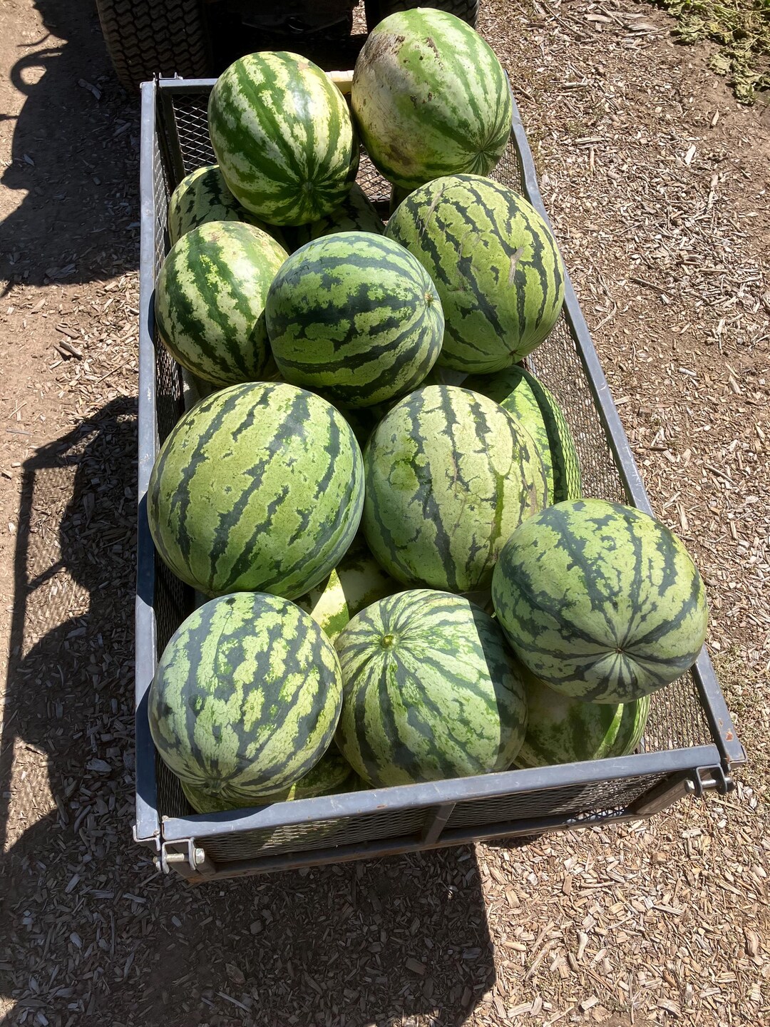 Orange Sunshine Watermelon F1 - Etsy