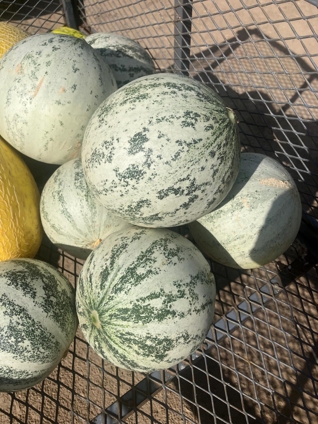 Ice Cream Melon - Etsy