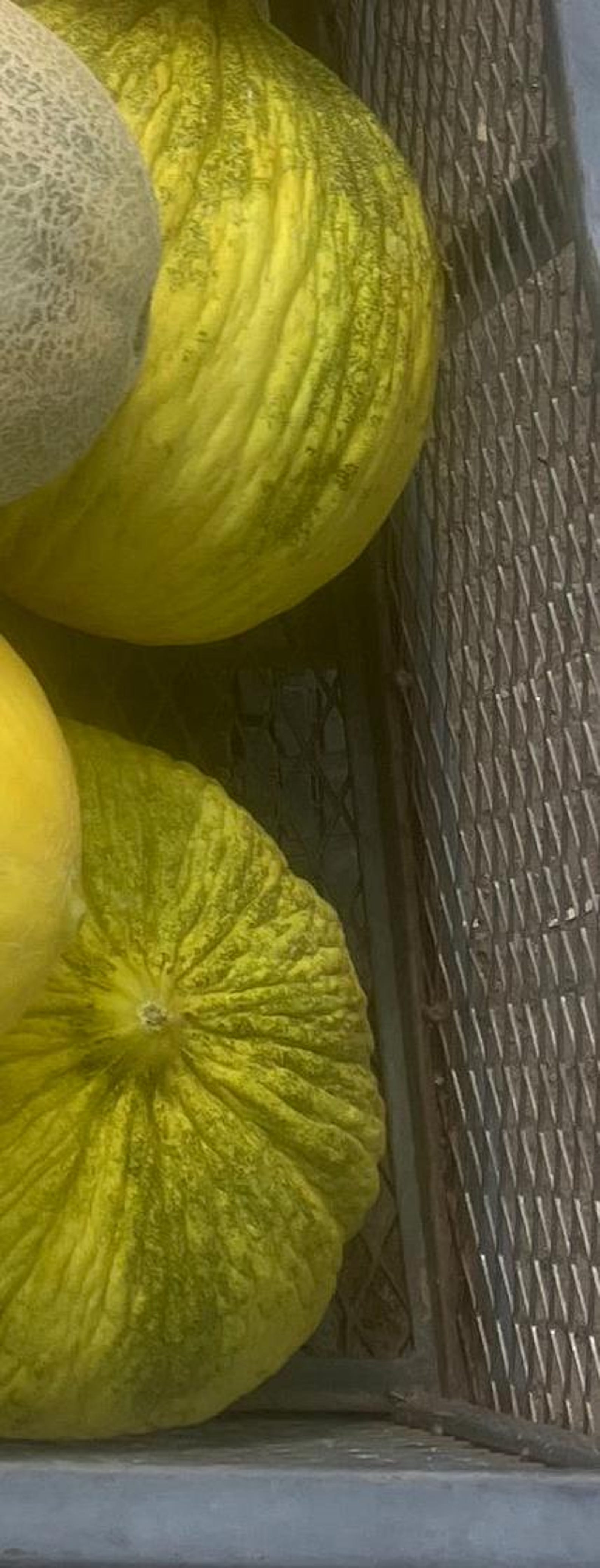 Golden Casaba - Etsy
