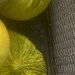 Golden Casaba - Etsy