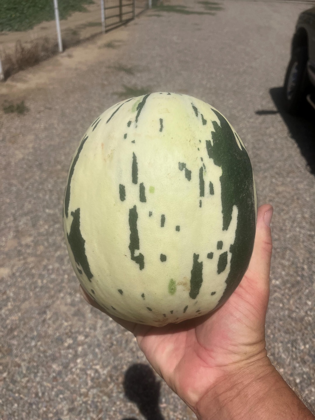 Gaya Melon Dinosaur Egg Melon - Etsy