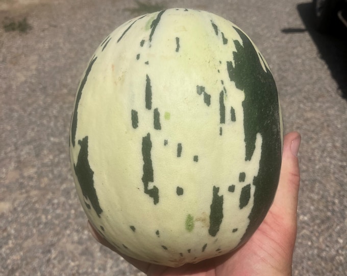 Gaya Melon Dinosaur Egg Melon - Etsy