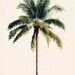 Vintage Coconut Tree Decor | Retro Tropical Wall Art | Beach House ...