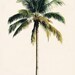 Vintage Coconut Tree Decor | Retro Tropical Wall Art | Beach House ...