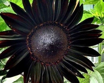 Tacca Chantrieri, Black Bat Flower, 5 Fresh Seeds, Tall Black Blossoms ...