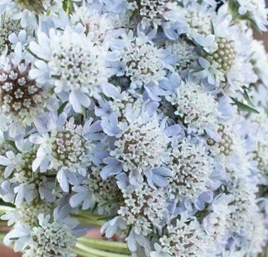20 Scabiosa, Pincusion Star Flower, SCABIOSA STELLATA - Papery Seed ...