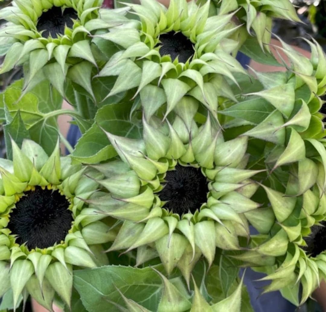 10 Seeds Sunfill Purple Sunflower - Etsy