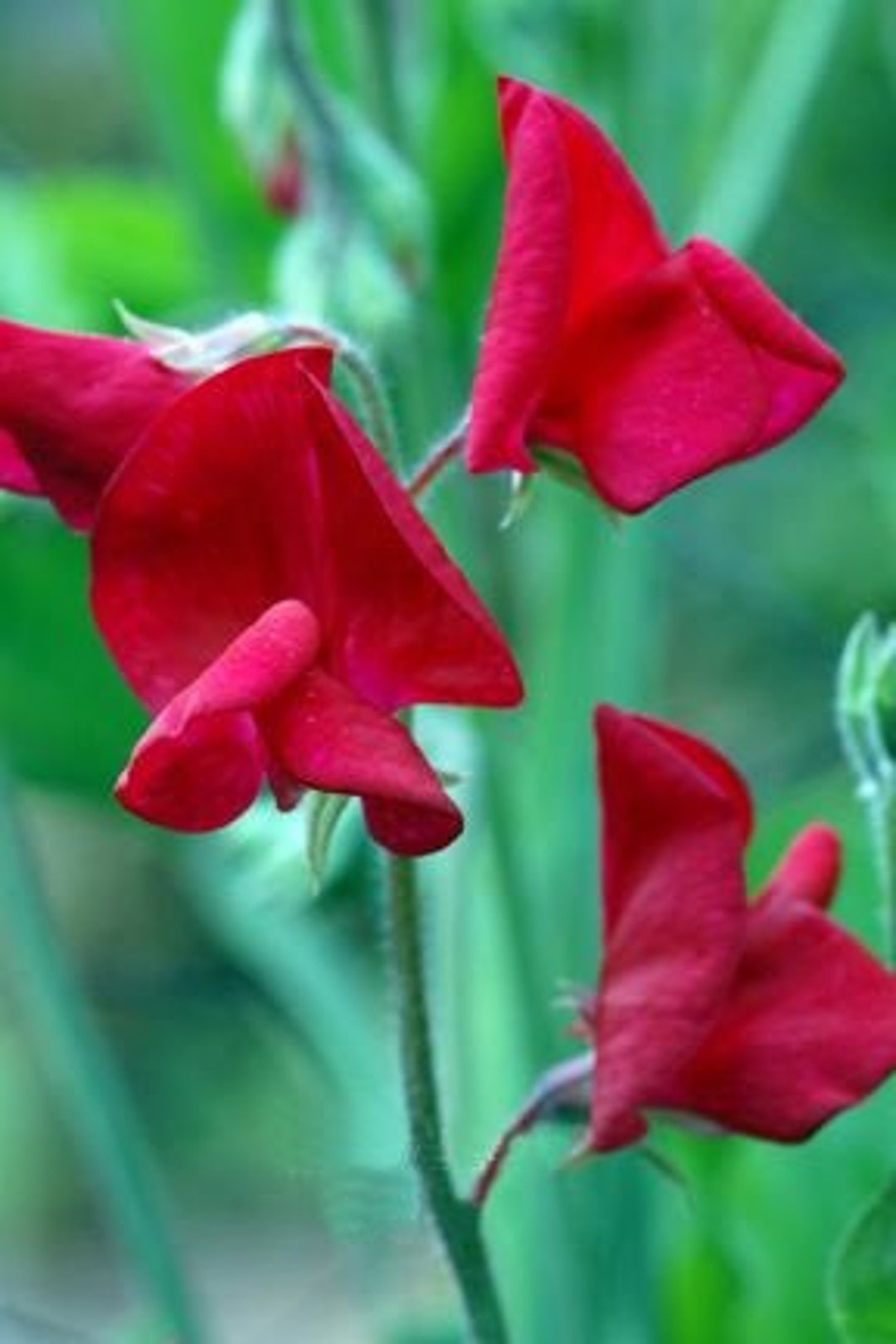10 Seeds Sweet Pea Seed Elegance Deep Red Lathyrus Odoratus - Etsy