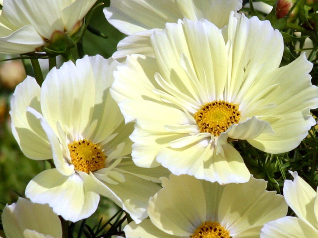 25 Seeds Cosmos Zanthos yellow - Etsy