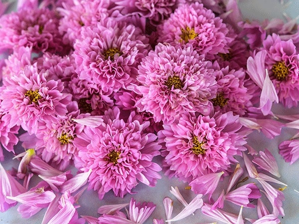 50 Seeds Cosmos Double Dutch Rose Cosmos Bipinnatus - Etsy