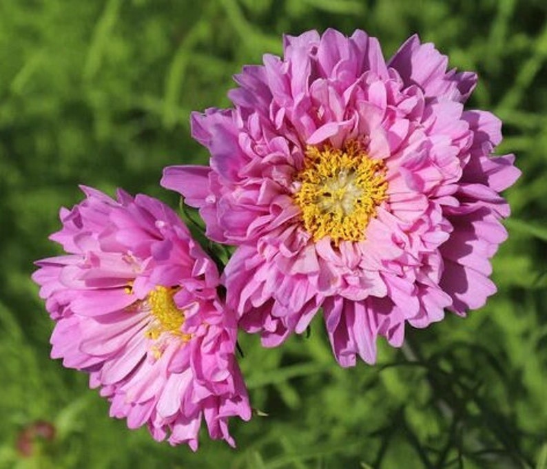 50 Seeds Cosmos Double Dutch Rose Cosmos Bipinnatus - Etsy