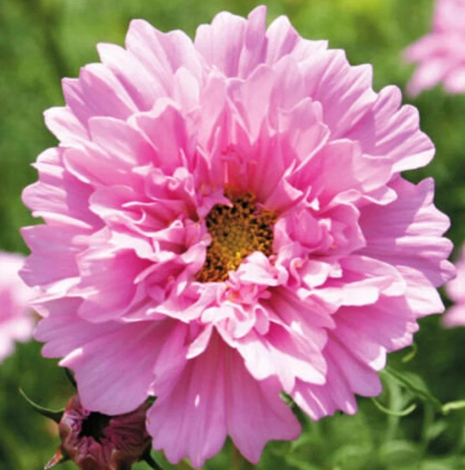 50 Seeds Cosmos Double Dutch Rose Cosmos Bipinnatus - Etsy
