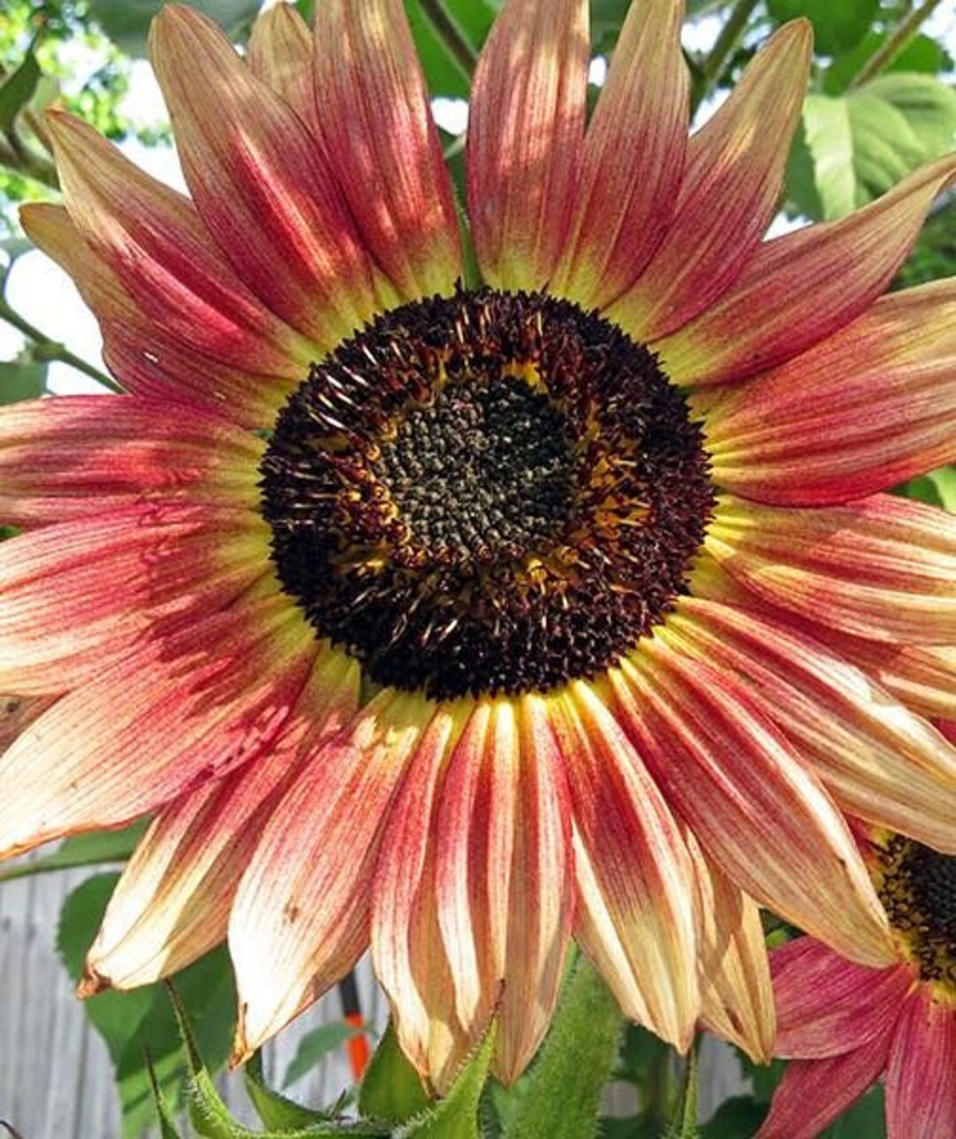 15 Seeds Gypsy Charmer Triple Color Explosion Sunflower Helianthus ...
