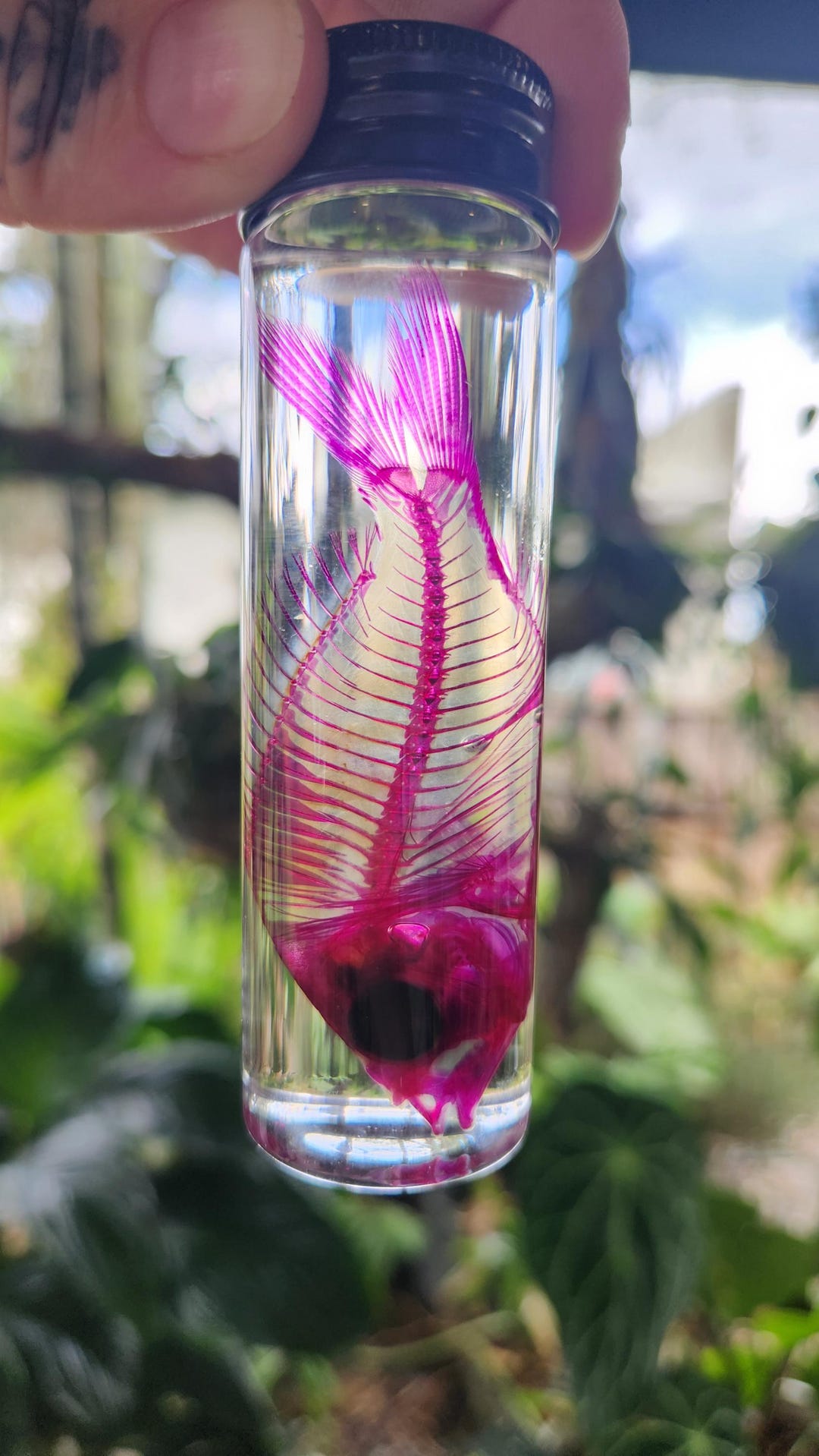 Diaphonized Asiatic Glass Fish - Etsy