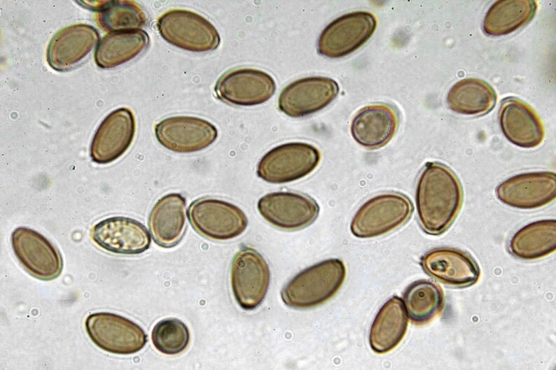 Spore Swab 2-packs for Microscopy - Etsy