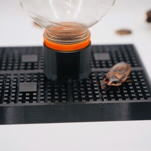 Insect Water & Food Feeder - Gravity Fed, Easy Access for Dubia Roaches ...