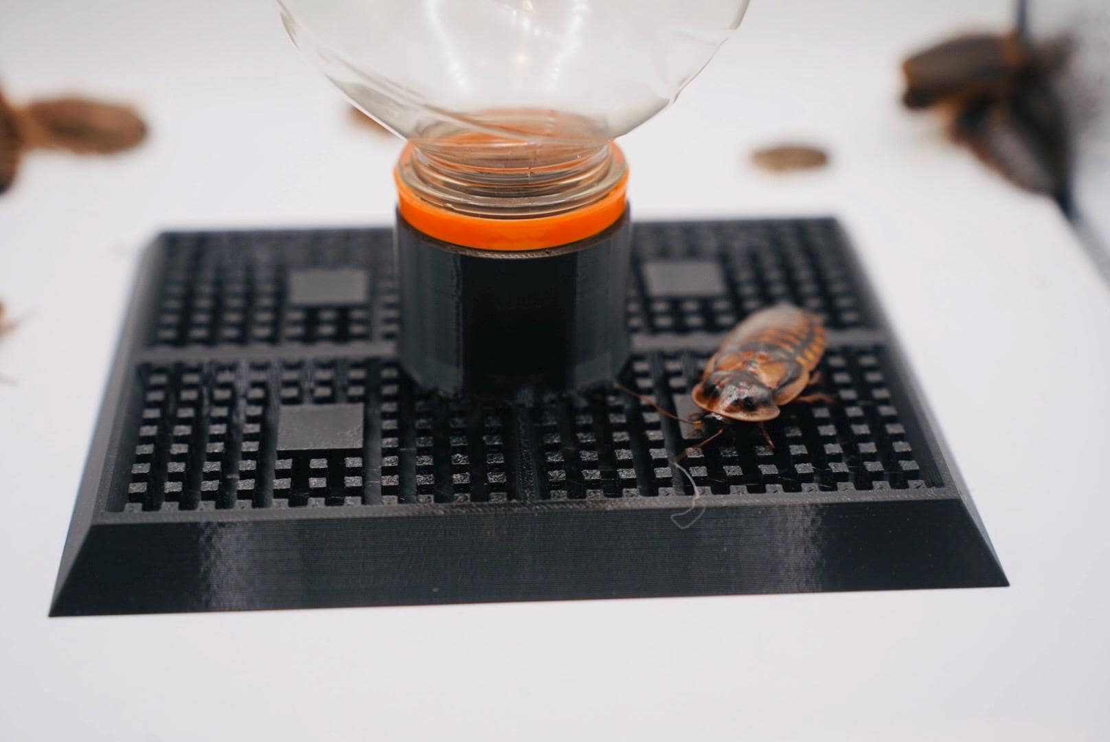 Insect Water & Food Feeder - Gravity Fed, Easy Access for Dubia Roaches ...