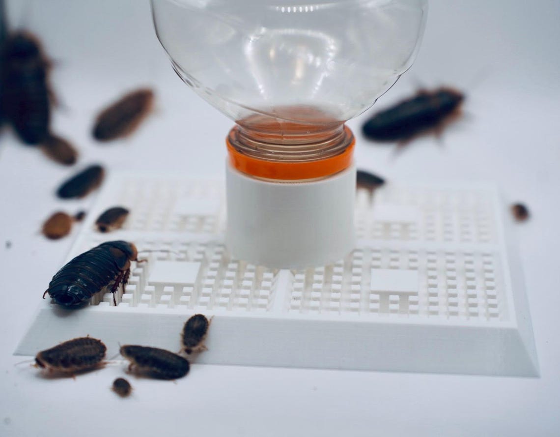 Insect Water & Food Feeder - Gravity Fed, Easy Access for Dubia Roaches ...