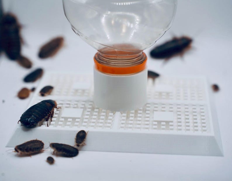 Insect Water & Food Feeder - Gravity Fed, Easy Access for Dubia Roaches ...