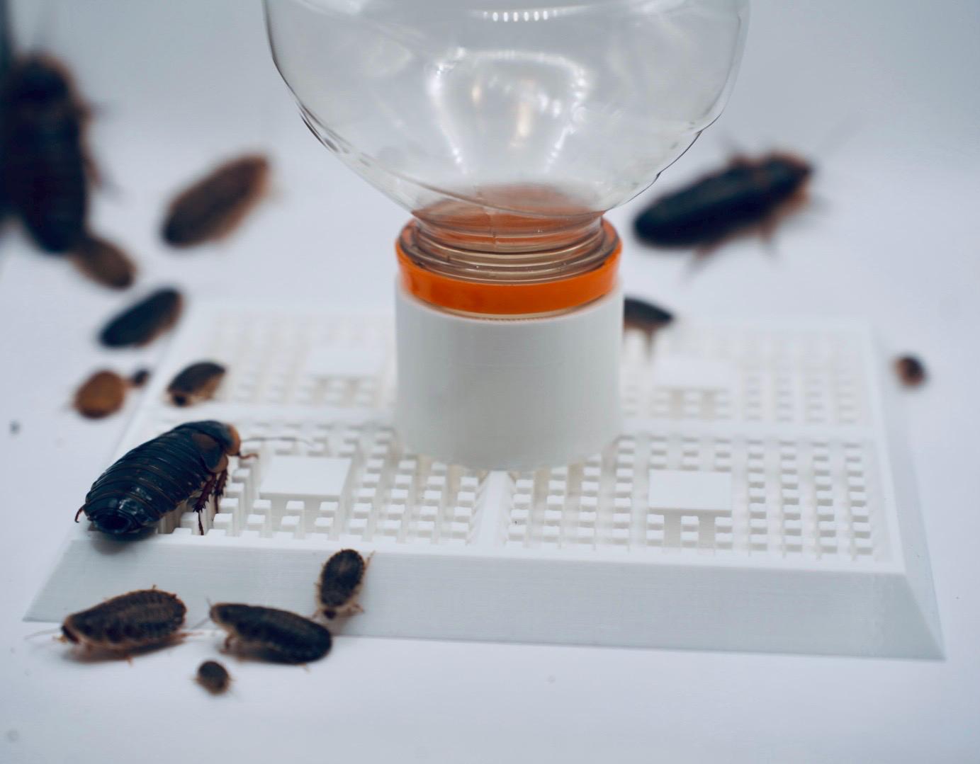 Insect Water & Food Feeder - Gravity Fed, Easy Access for Dubia Roaches ...