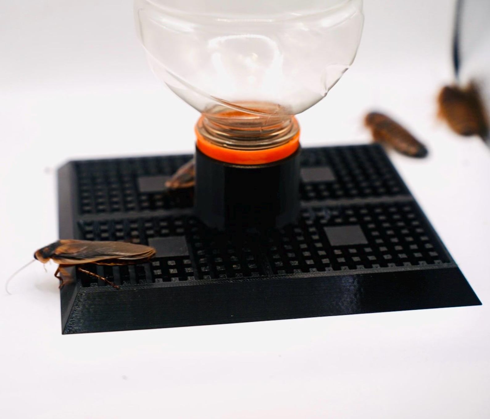 Insect Water & Food Feeder - Gravity Fed, Easy Access for Dubia Roaches ...