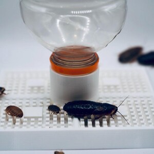 Insect Water & Food Feeder - Gravity Fed, Easy Access for Dubia Roaches ...