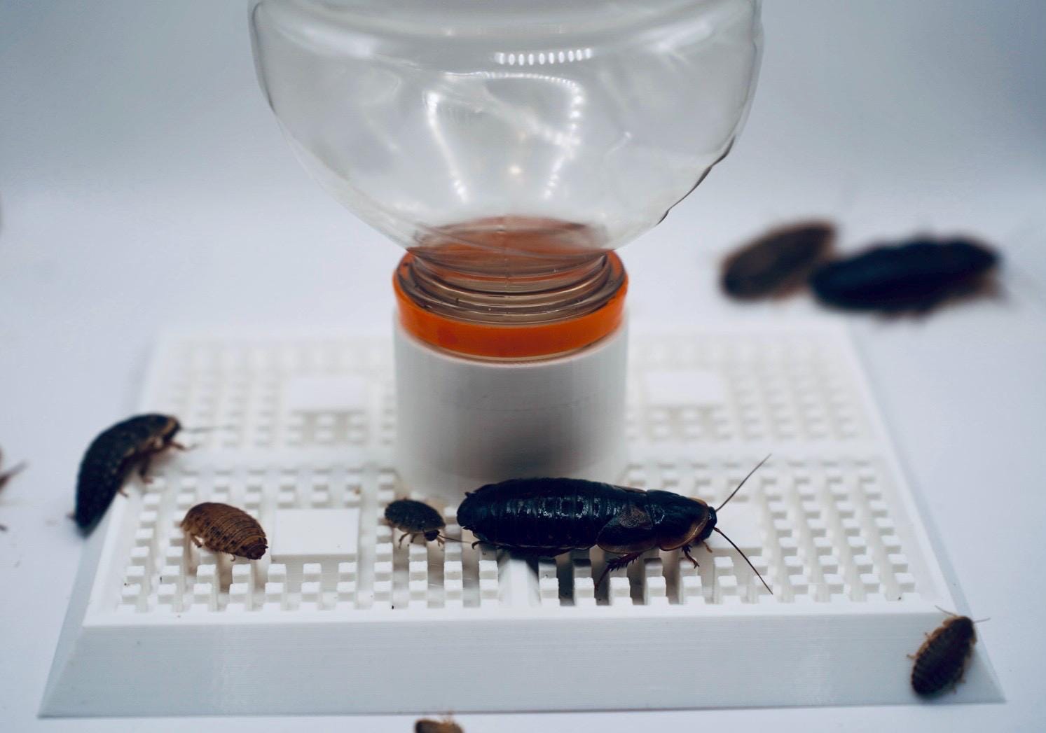 Insect Water & Food Feeder - Gravity Fed, Easy Access for Dubia Roaches ...