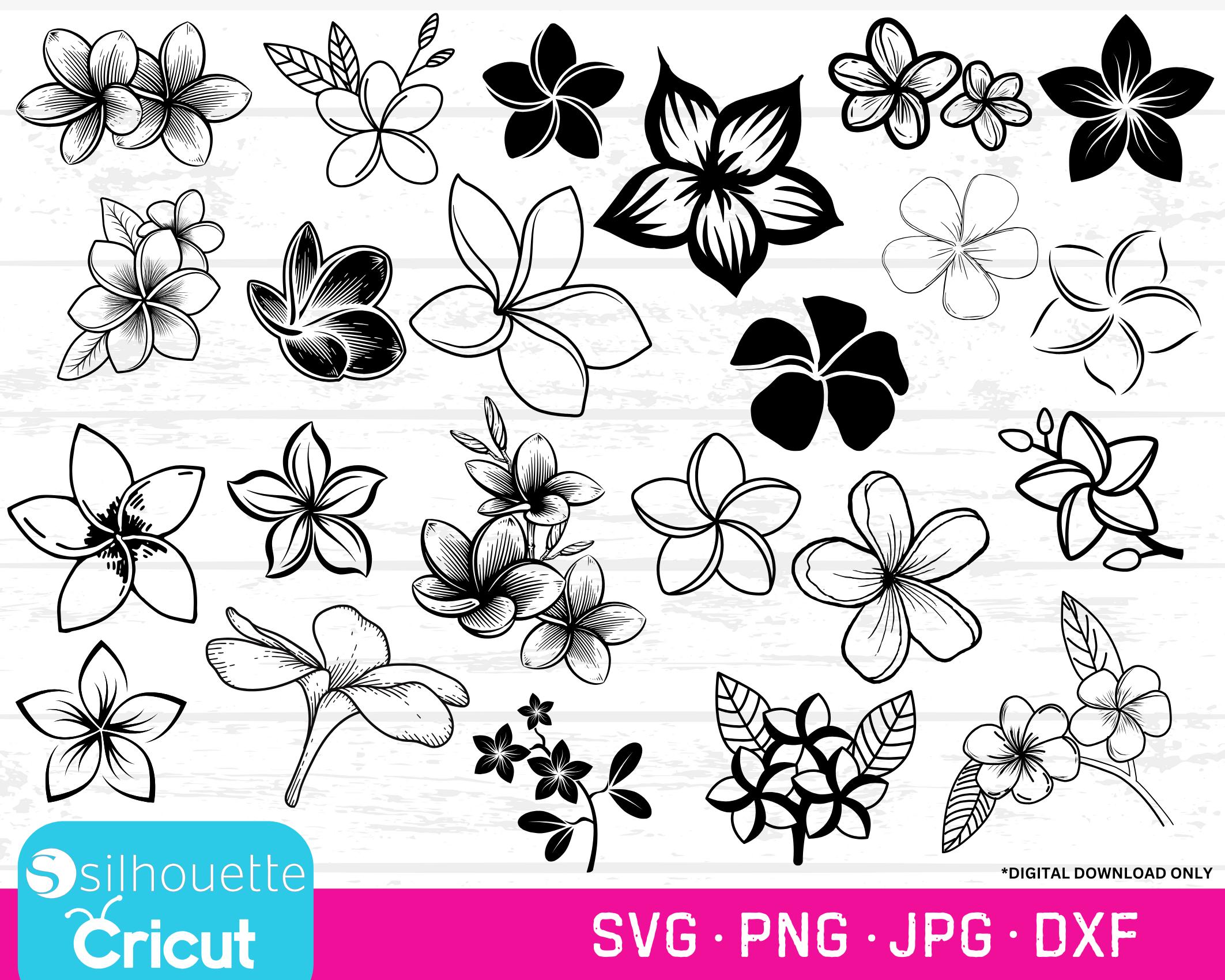 Frangipani Cut Files Bundle, Svgs, Pngs, Dxfs, Jpgs, Frangipani Vectors ...