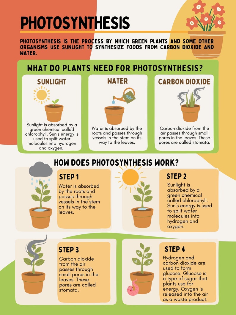 Classroom Photosynthesis Science Poster - Etsy