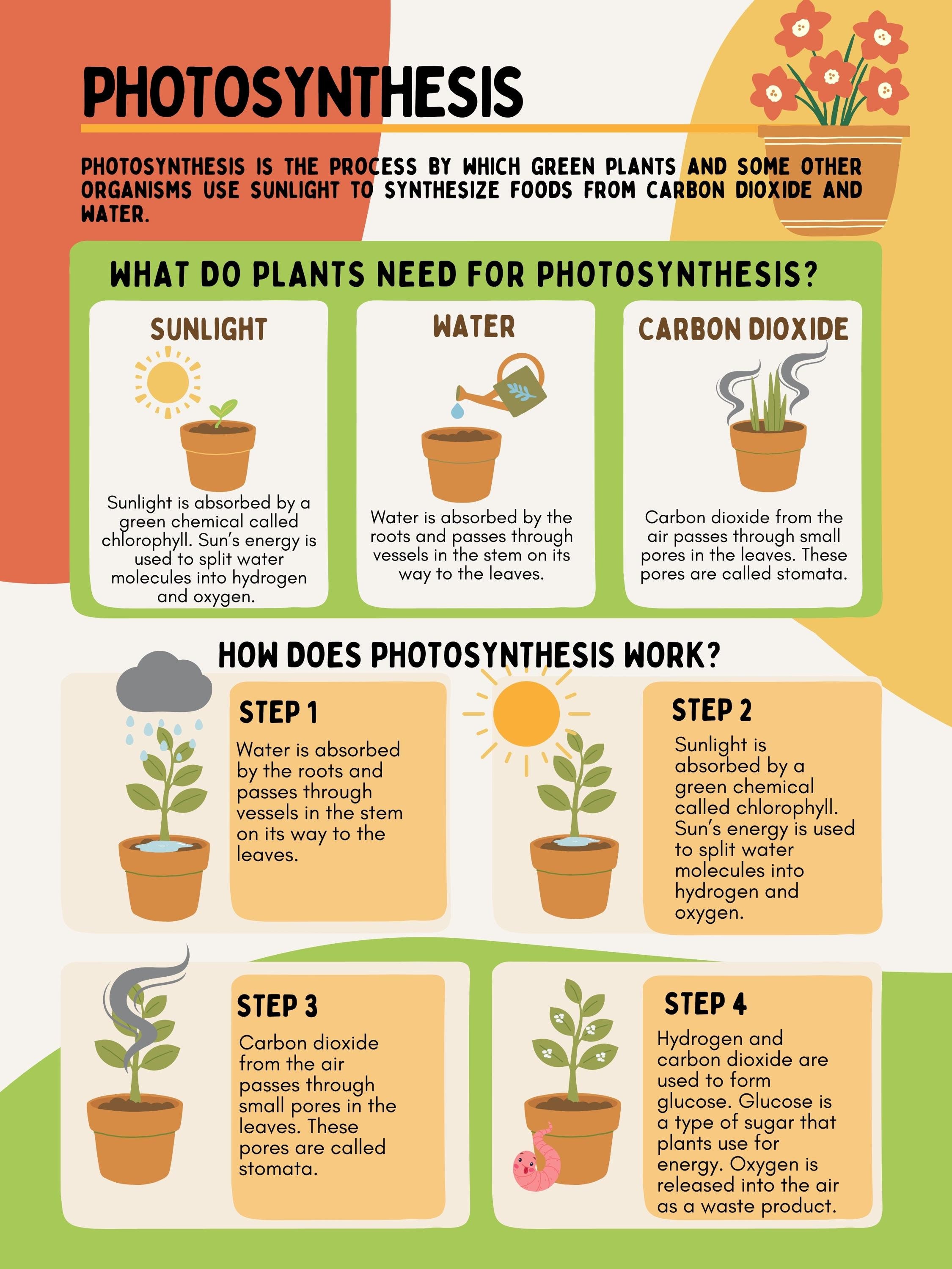 Classroom Photosynthesis Science Poster - Etsy