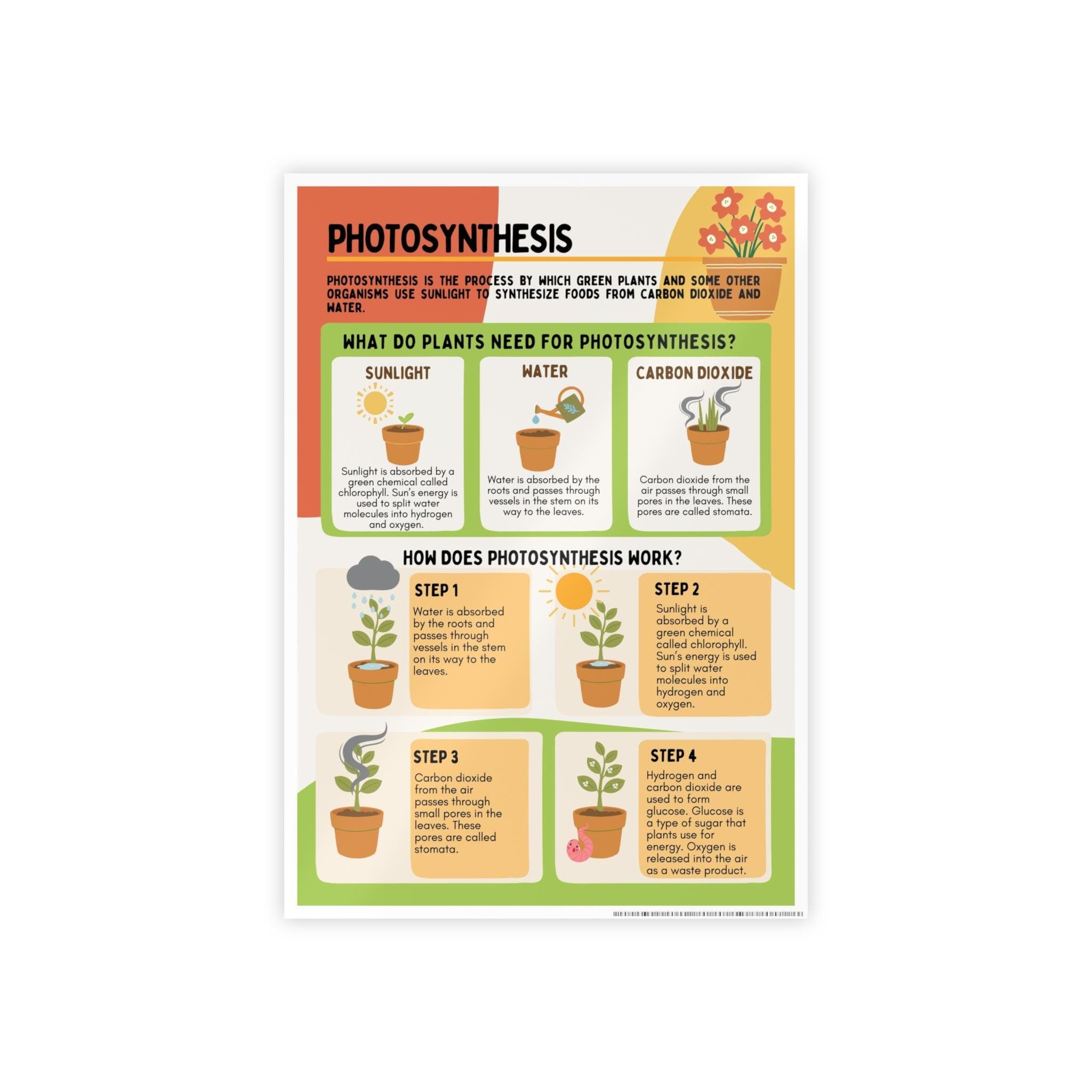 Photosynthesis Classroom Poster - Etsy