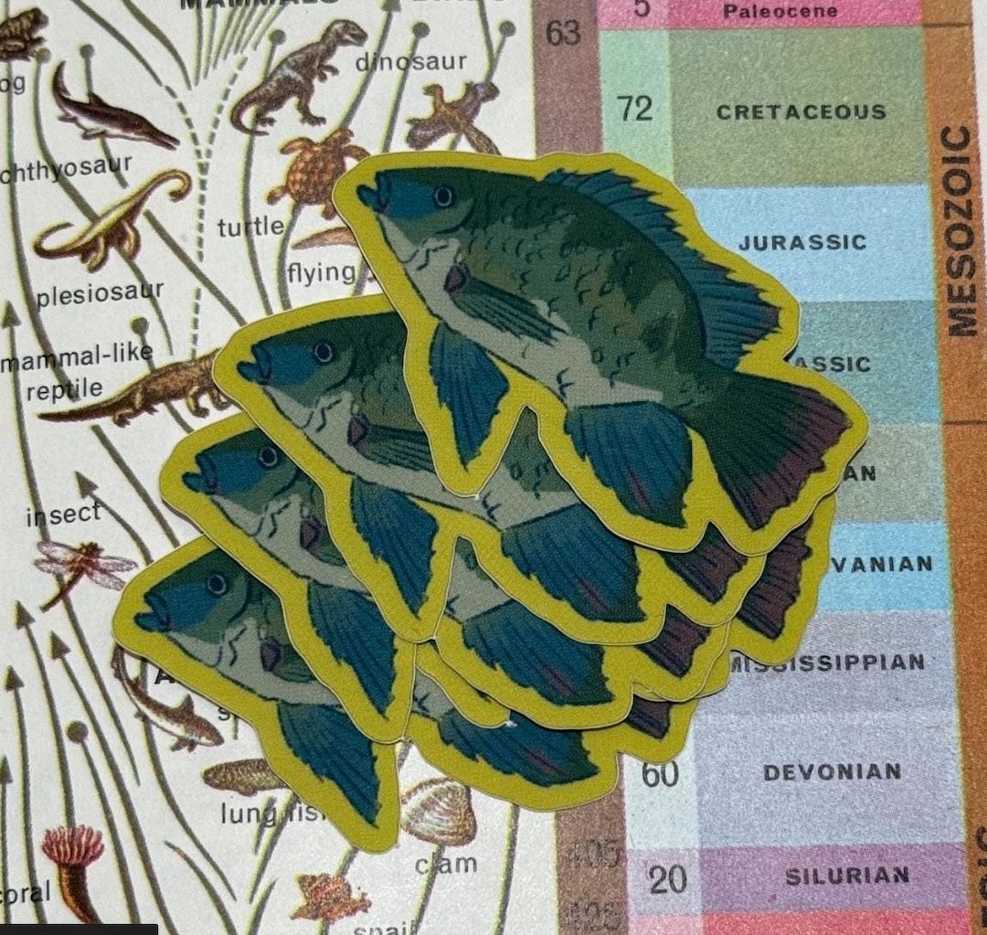 Blue Tilapia Sticker - Etsy