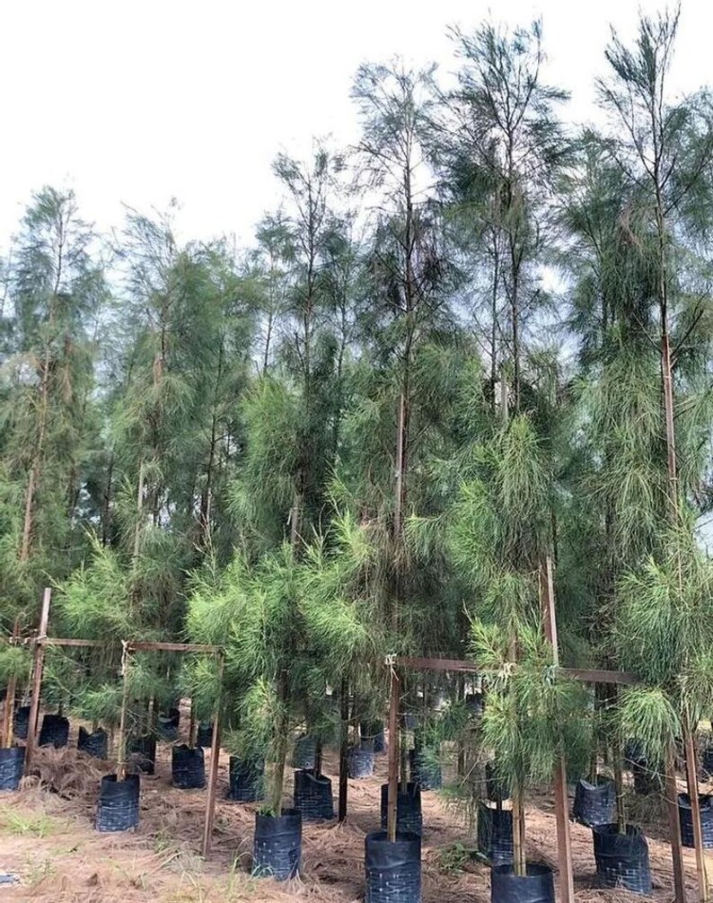 Australian Beach Pine Tree | Premium Seeds | Casuarina Equisetifolia ...