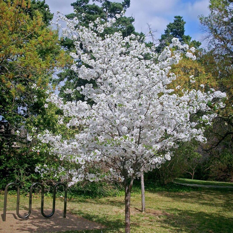Japanese Sakuranbo Cherry | Premium Seeds | Prunus Serrulata 'spontanea ...