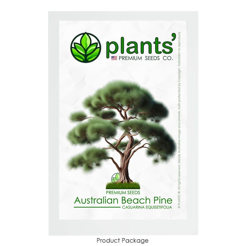 Australian Beach Pine Tree | Premium Seeds | Casuarina Equisetifolia ...