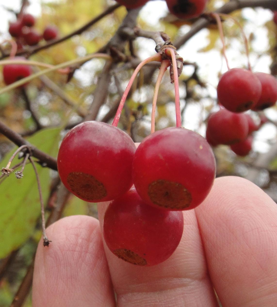 Sargent's Crabapple Tree | Premium Seeds | Malus Sargentii 'spring ...