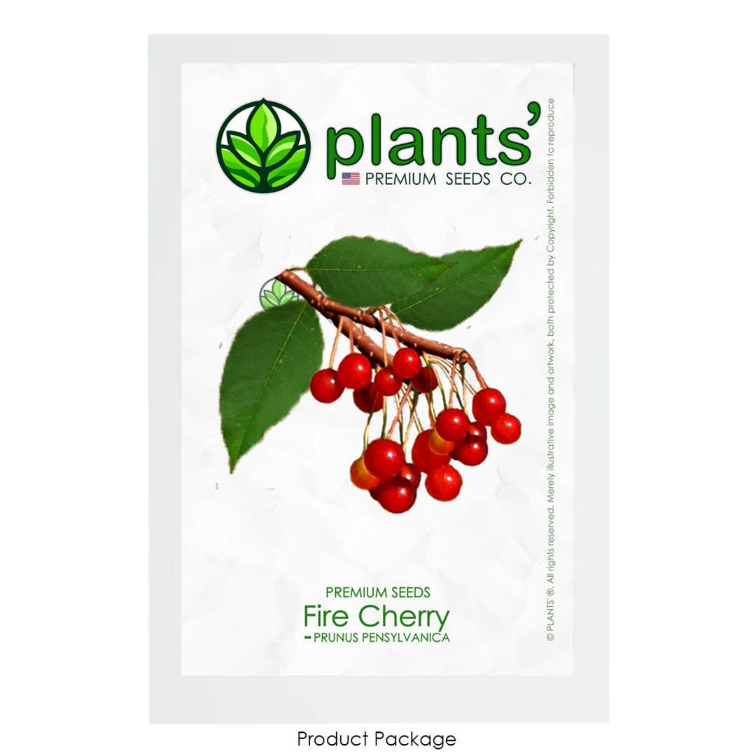 Fire Cherry | Premium Seeds | Prunus Pensylvanica 'fruit' | Plants'® - Etsy