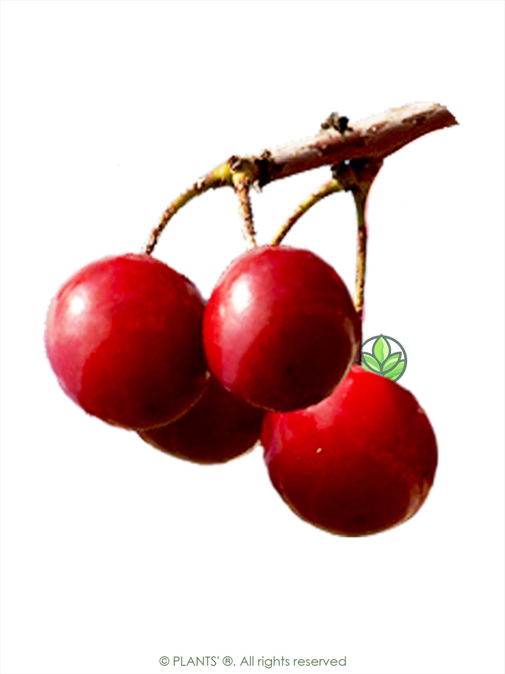 Japanese Sakuranbo Cherry | Premium Seeds | Prunus Serrulata 'spontanea ...