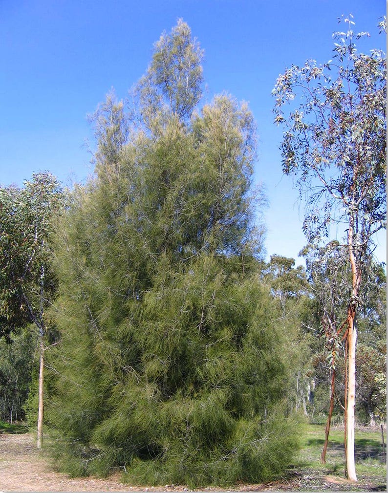 Australian River Pine Tree | Premium Seeds | Casuarina Cunninghamiana ...