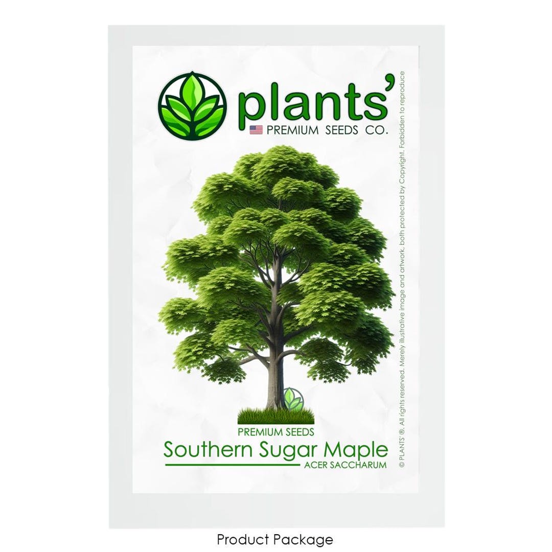 Southern Sugar Maple Tree | Premium Seeds | Acer Saccharum 'summer ...