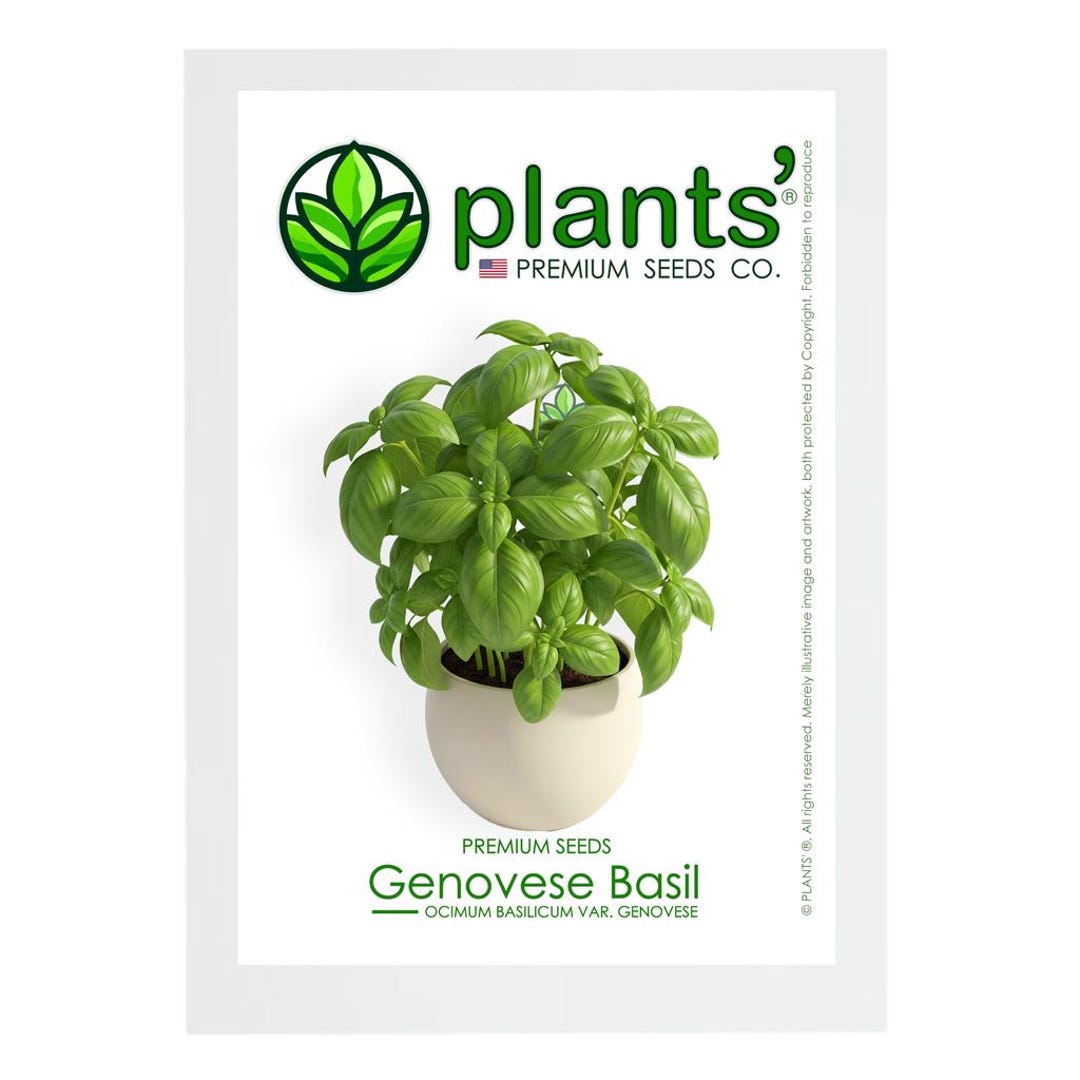 Genovese Basil | Premium Seeds | Ocimum Basilicum Var. Genovese ...