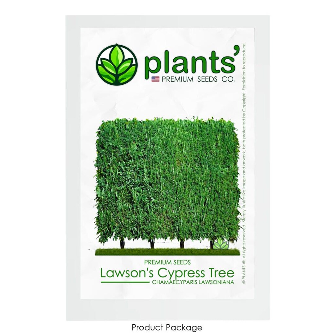 Lawson's Cypress Hedge | Premium Seeds | Chamaecyparis Lawsoniana ...