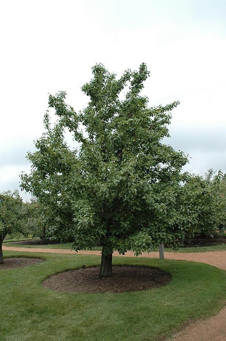 Asian Pear | Premium Seeds | Pyrus Pyrifolia 'fruit' | Plants' - Etsy