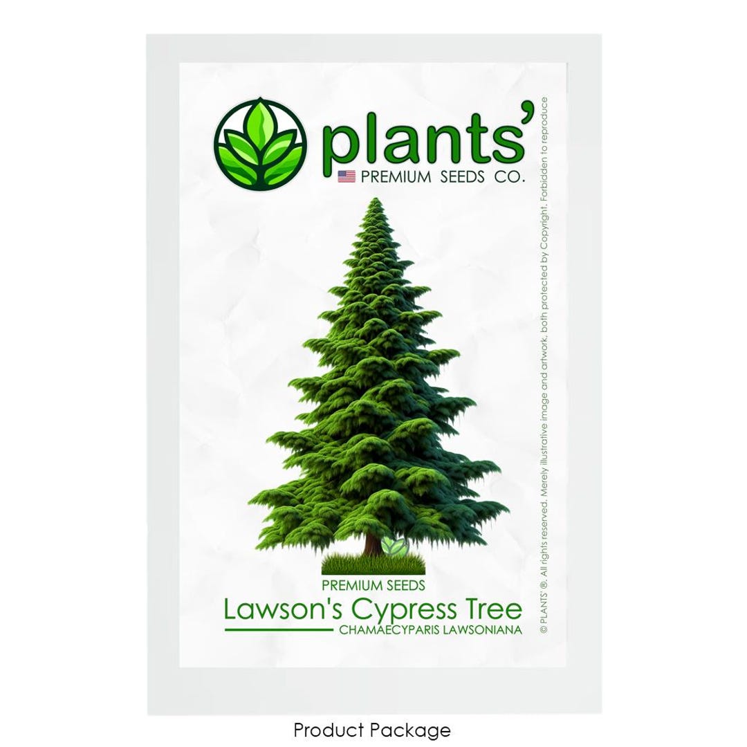 Lawson's Cypress Tree | Premium Seeds | Chamaecyparis Lawsoniana ...