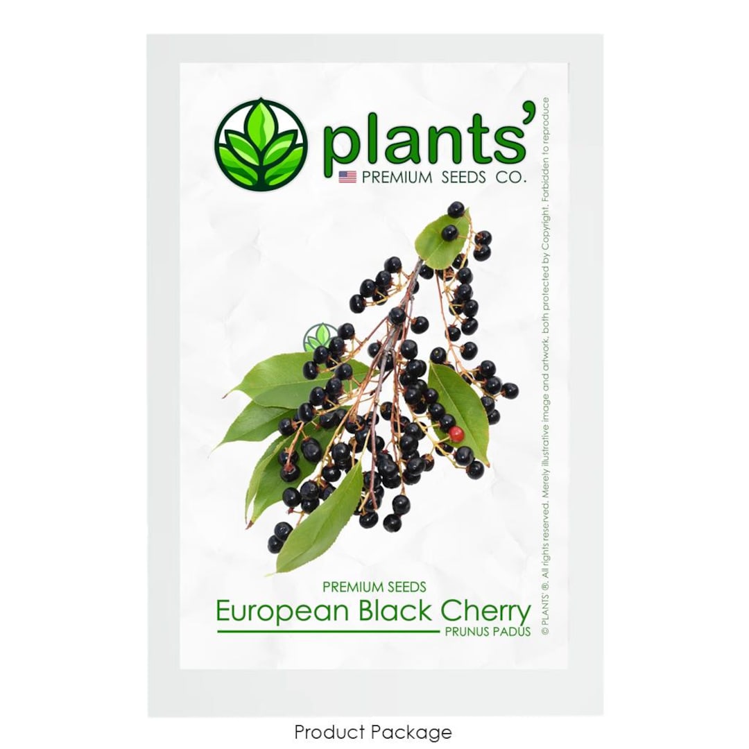 European Black Cherry | Premium Seeds | Prunus Padus 'fruit' | Plants ...