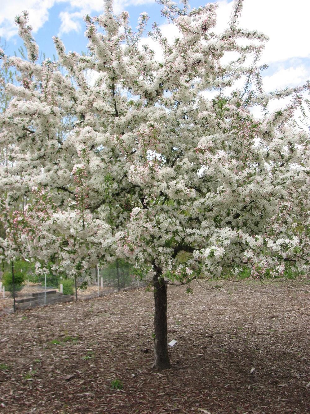 Sargent's Crabapple Tree | Premium Seeds | Malus Sargentii 'spring ...