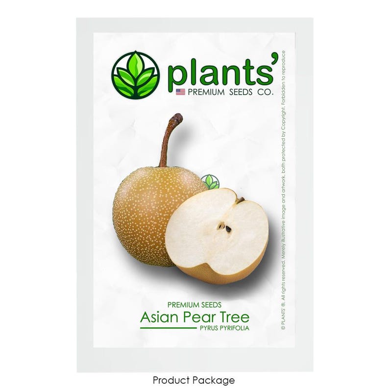 Asian Pear | Premium Seeds | Pyrus Pyrifolia 'fruit' | Plants' - Etsy