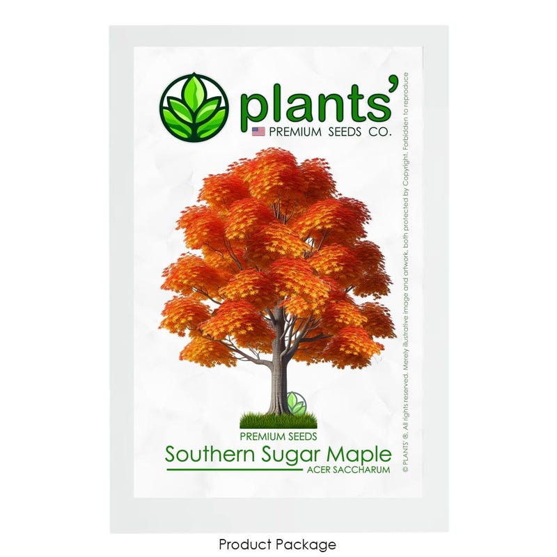 Maple Tree Seeds - Etsy